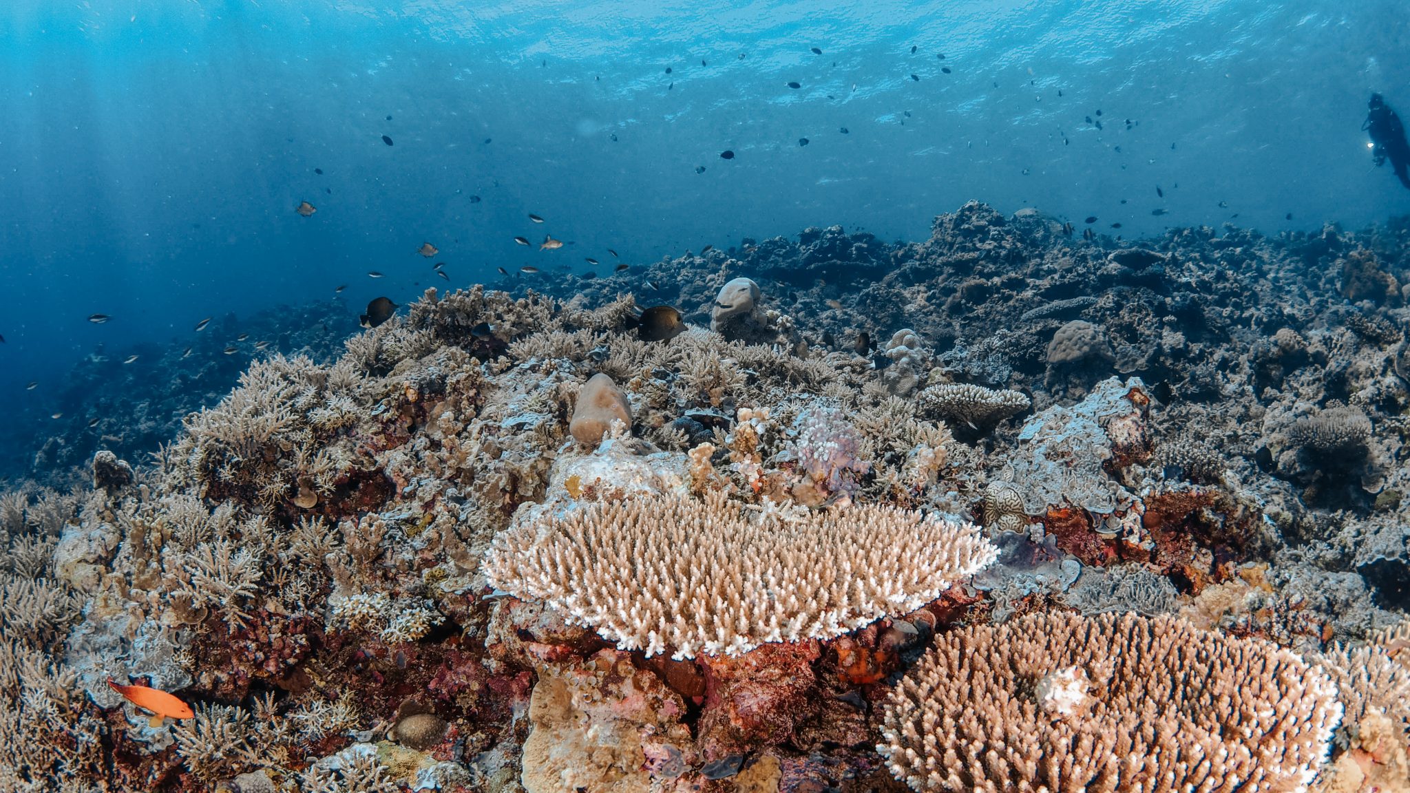 Why We Should Protect High Seas From All Extraction, Forever - CVFV20.Org