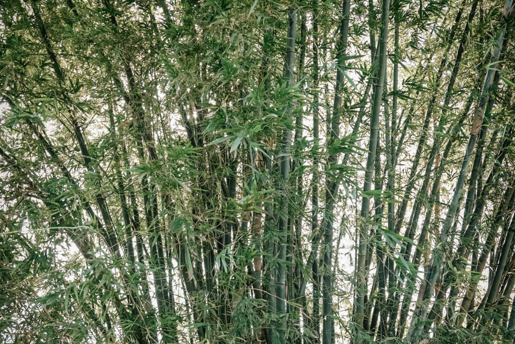 Embracing Bamboo as a Pathway to Resilience in the Philippines - CVFV20.Org